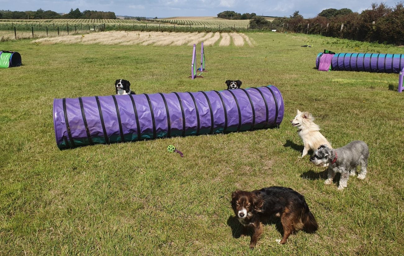 Isle of Wight Dog Training Field Hire - Perfect Pals | Isle of Wight ...