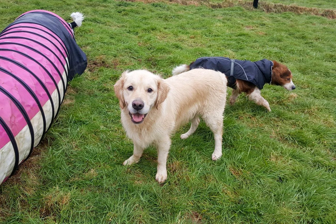 Gallery - Perfect Pals | Isle of Wight Dog Day Care & Field Hire