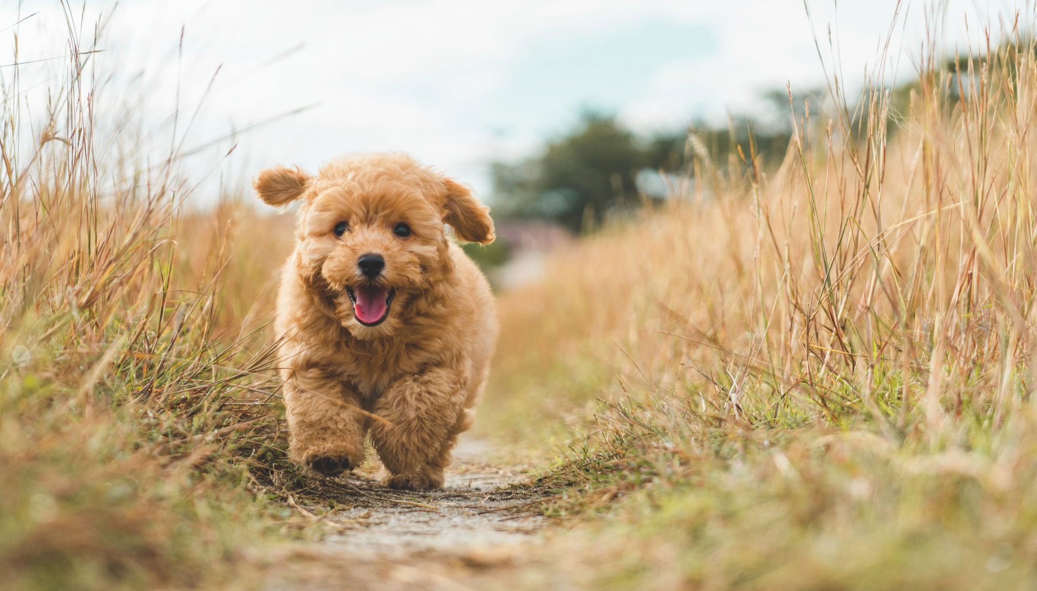 Isle of Wight 1-2-1 Dog Agility or Obedience Training - Perfect Pals ...