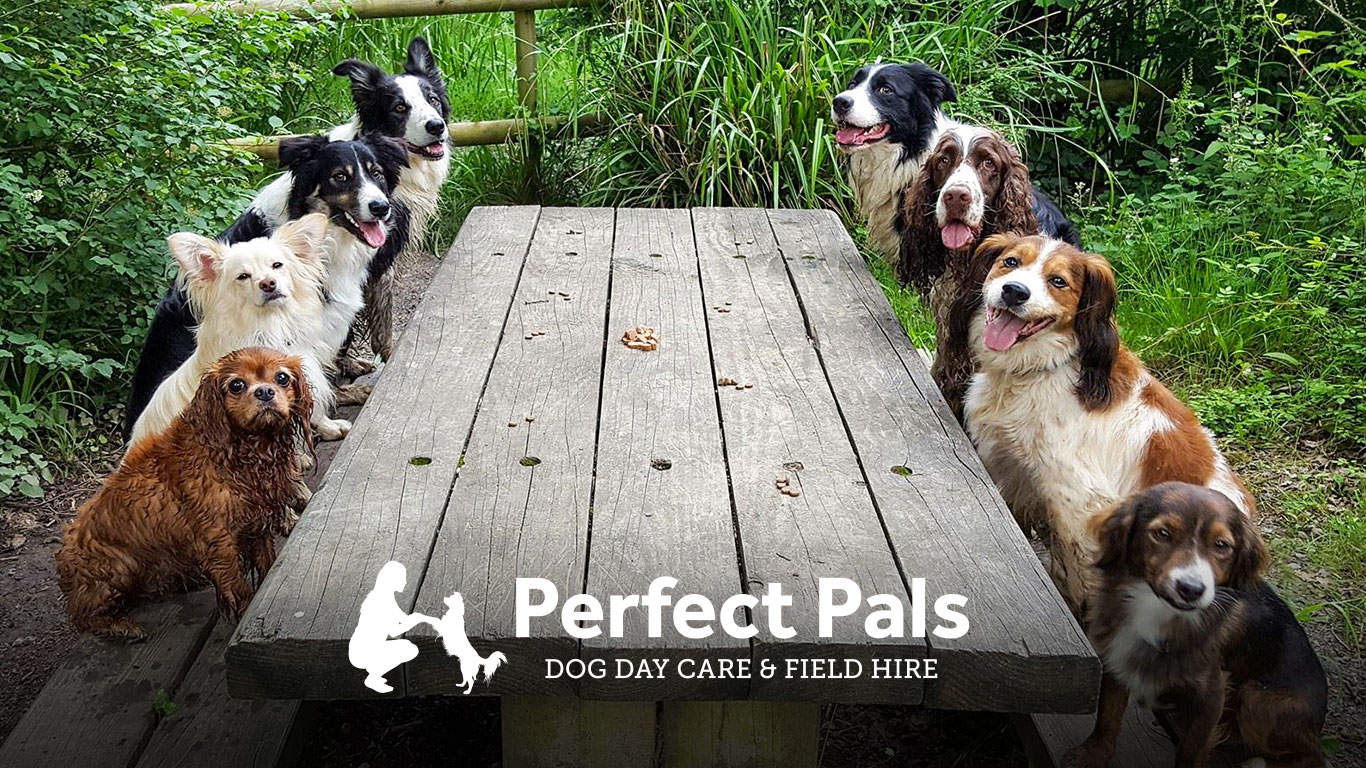 Isle of Wight Doggie Day Care | Perfect Pals Dog Day Care and Field Hire